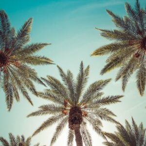 Co-Founder of Palm Republic: ERIC WINTER - The Rum Lab
