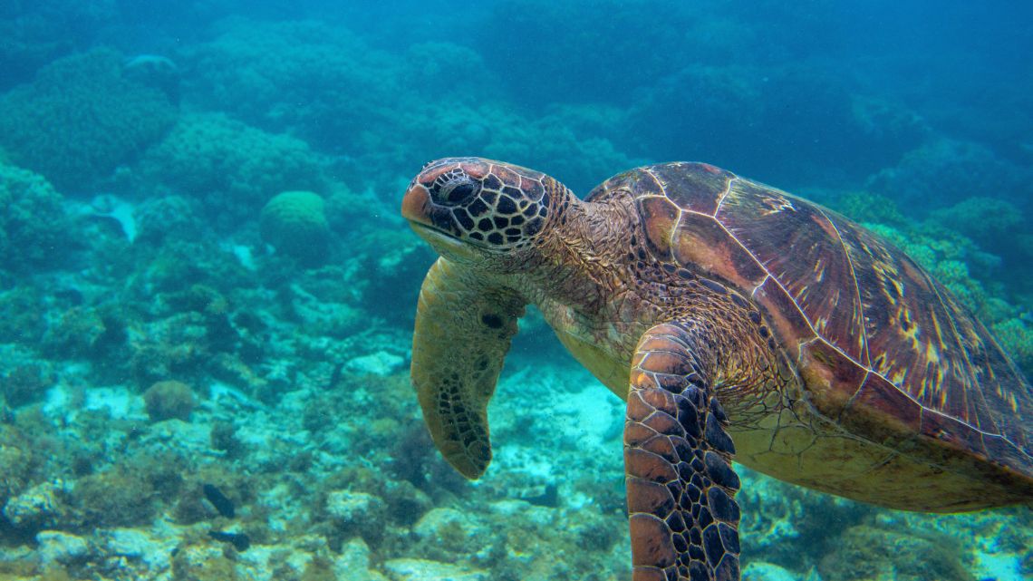 Tortuga Rum Fair Weather Foundation Partnership: Reviving Cayman’s ...